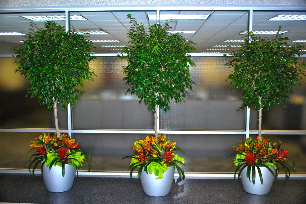 Creating Interiorscapes to Fit Your Office's Needs | Plant Interscapes